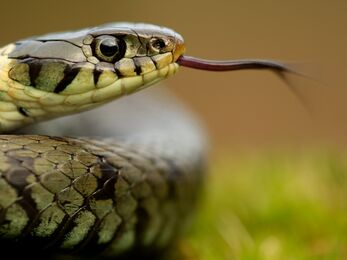 Identify UK snakes | Berks Bucks and Oxon Wildlife Trust