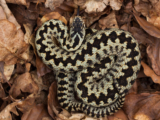 Identify UK snakes | Berks Bucks and Oxon Wildlife Trust