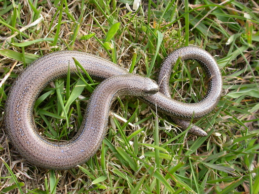 Identify UK snakes | Berks Bucks & Oxon Wildlife Trust