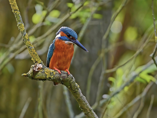 BBOWT Photo Competition winners 2022 revealed | Berks Bucks & Oxon ...