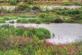 College Lake | Berks, Bucks & Oxon Wildlife Trust