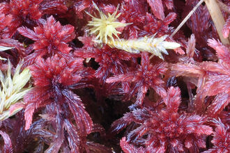 Snelsmore Common Country Park | Berks, Bucks & Oxon Wildlife Trust