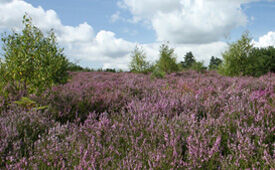 Wardens at Snelsmore Common help visitors learn about wildlife and ...