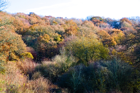 How nature can help improve everyone's wellbeing | Berks Bucks & Oxon ...