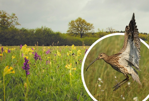 Wildlife charity receives half a million pounds for ambitious nature ...