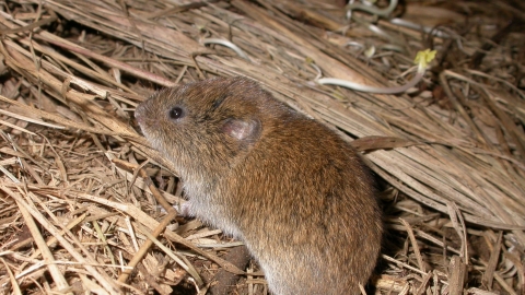 Field vole | Berks Bucks & Oxon Wildlife Trust