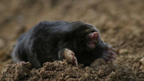 Mole | Berks Bucks & Oxon Wildlife Trust