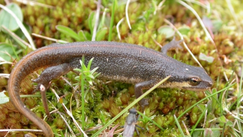 Palmate newt | Berks Bucks & Oxon Wildlife Trust