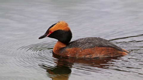 Slavonian grebe | Berks Bucks & Oxon Wildlife Trust