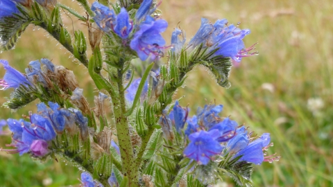 Viper's-bugloss | Berks Bucks & Oxon Wildlife Trust