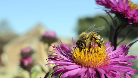 Honey bee | Berks Bucks & Oxon Wildlife Trust