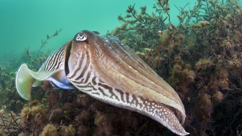 Common cuttlefish | Berks Bucks & Oxon Wildlife Trust