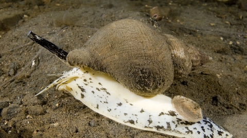Whelk | Berks Bucks & Oxon Wildlife Trust
