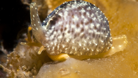 Spotted cowrie | Berks, Bucks & Oxon Wildlife Trust