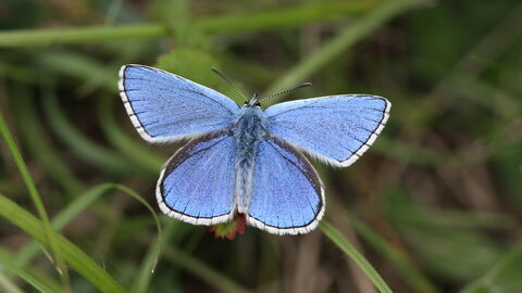 Adonis blue | Berks Bucks & Oxon Wildlife Trust