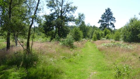 Padworth Common | Berks Bucks and Oxon Wildlife Trust
