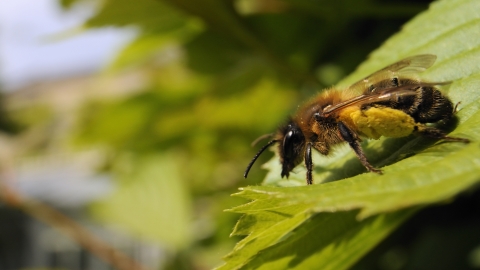 Tawny Mining Bee | Berks, Bucks & Oxon Wildlife Trust