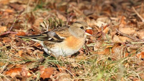 Brambling | Berks Bucks & Oxon Wildlife Trust