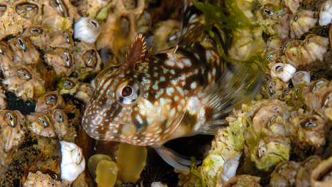 Montagu's blenny | Berks Bucks & Oxon Wildlife Trust