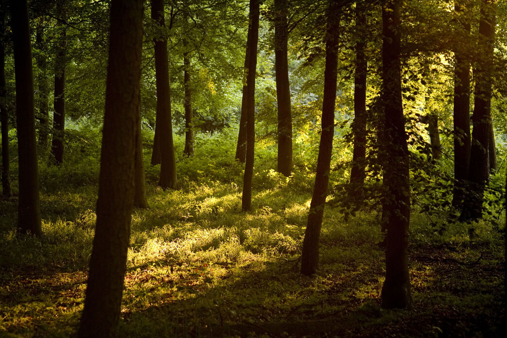Wild Oxford | Berks Bucks and Oxon Wildlife Trust