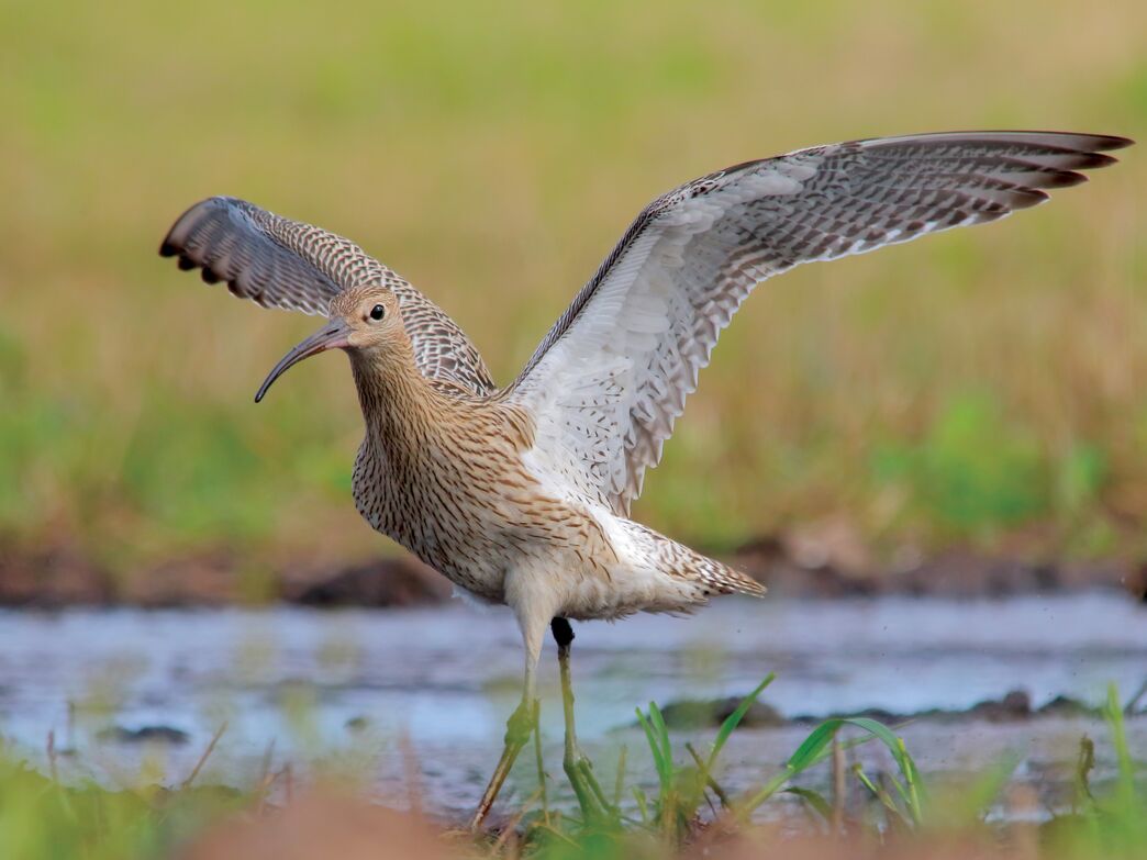 New Thames channel reopens river to wildlife in £2m project | Berks ...