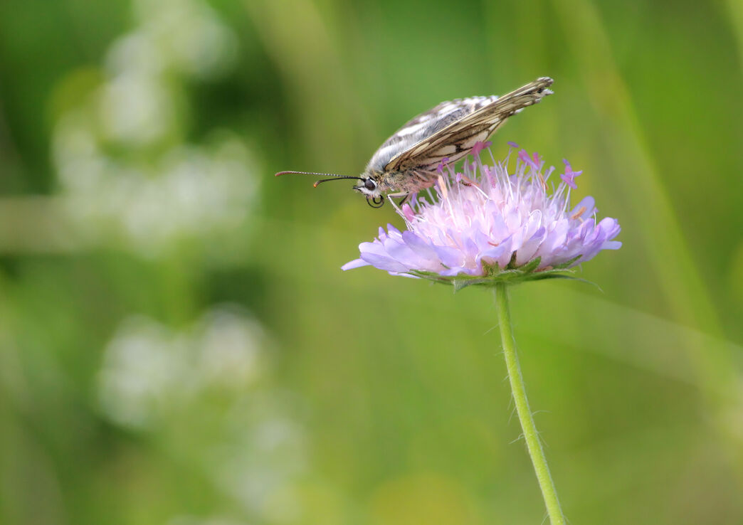 BBOWT Photo Competition winners 2022 revealed | Berks Bucks & Oxon ...
