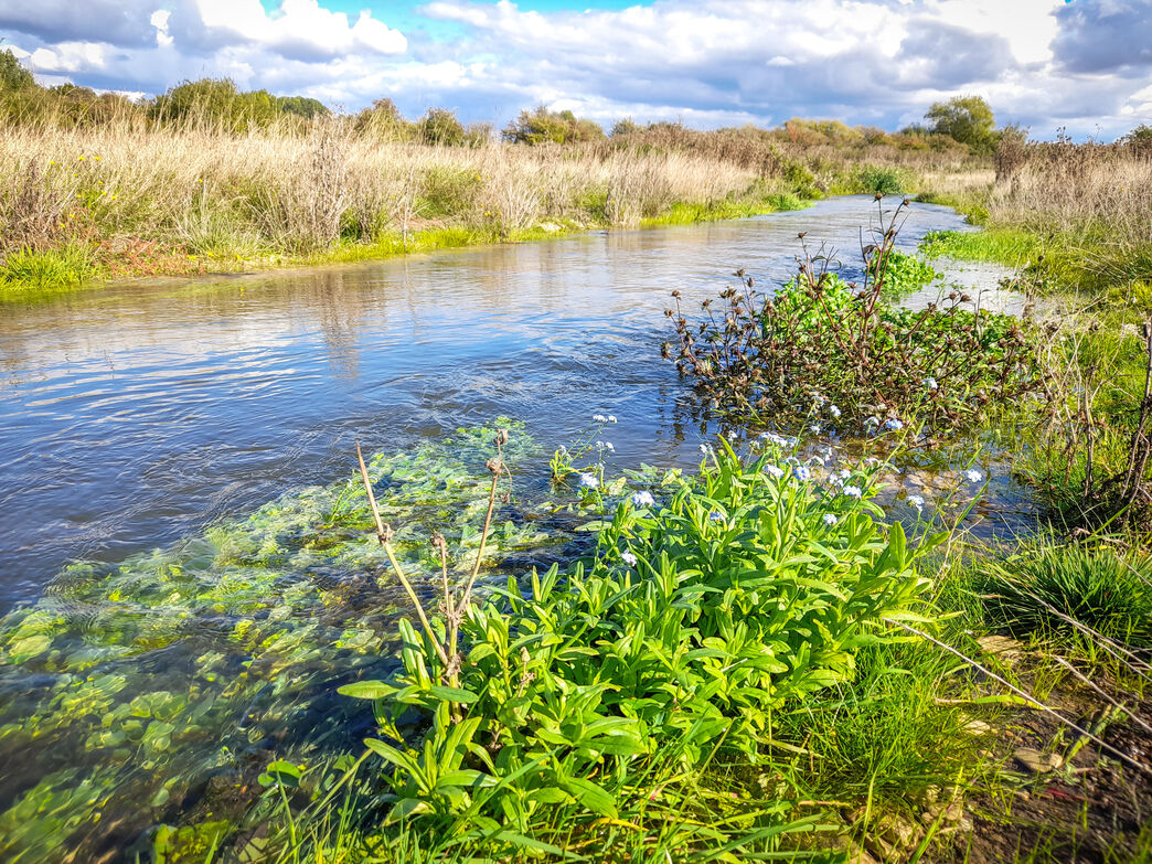 New Thames channel reopens river to wildlife in £2m project | Berks ...