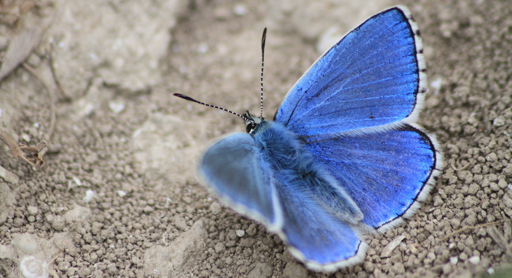 A guide to the blue butterflies | Berks Bucks & Oxon Wildlife Trust