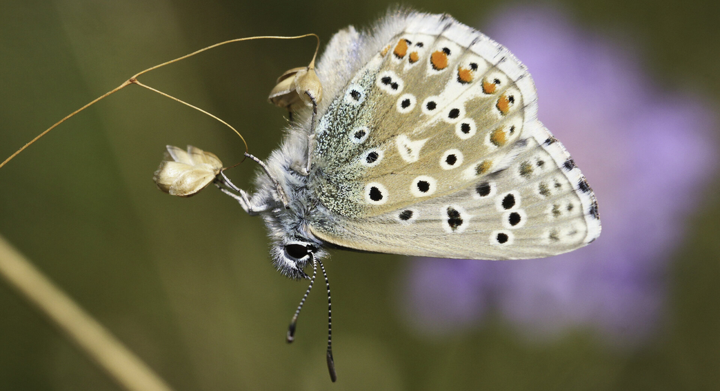 A guide to the blue butterflies | Berks Bucks & Oxon Wildlife Trust