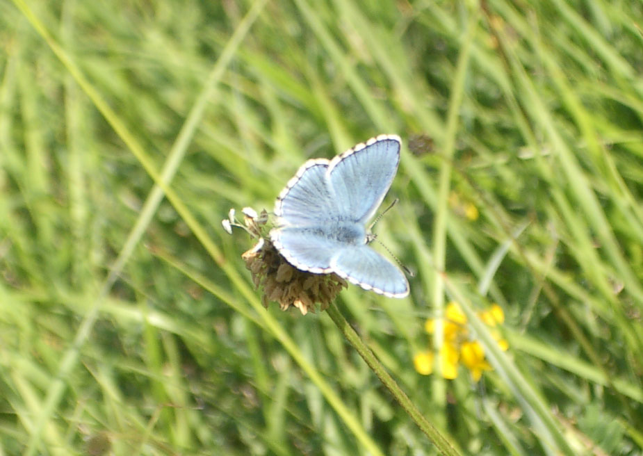 A guide to the blue butterflies | Berks Bucks & Oxon Wildlife Trust