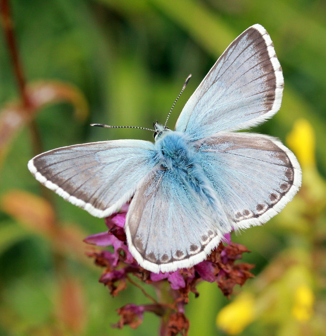 A guide to the blue butterflies | Berks Bucks & Oxon Wildlife Trust
