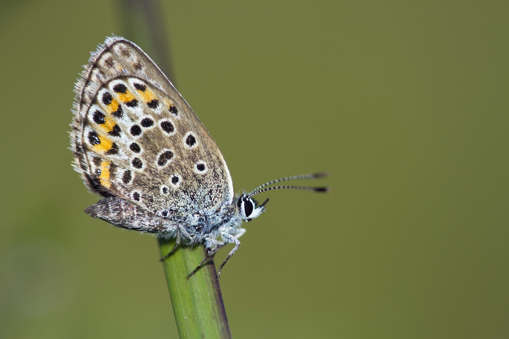 A guide to the blue butterflies | Berks Bucks & Oxon Wildlife Trust