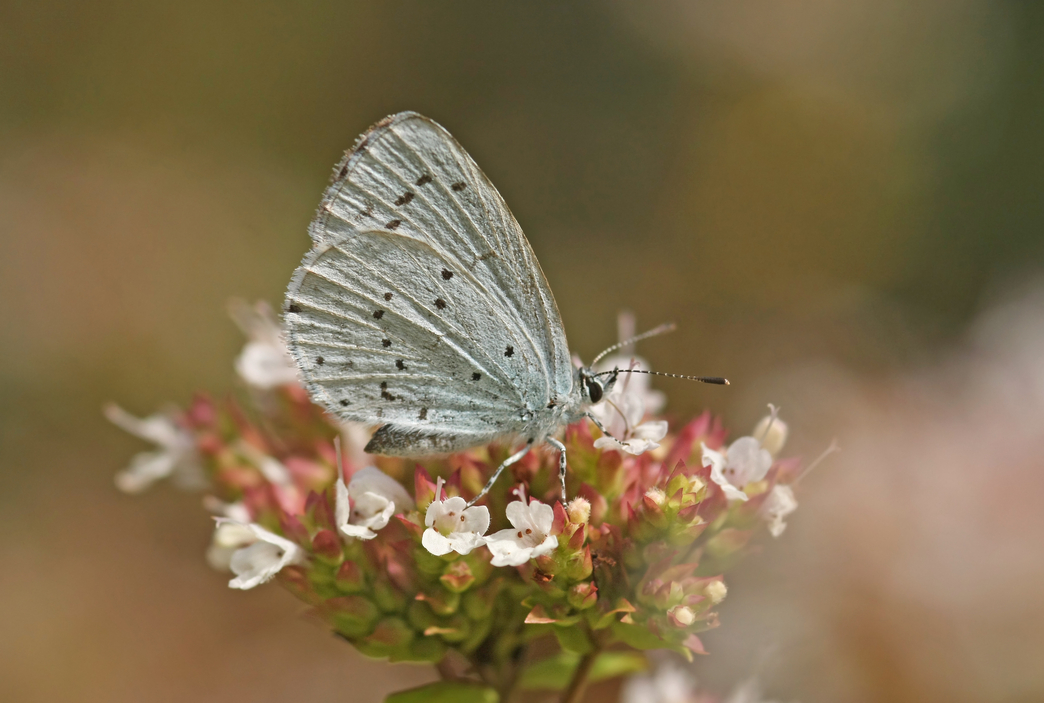 A guide to the blue butterflies | Berks Bucks & Oxon Wildlife Trust