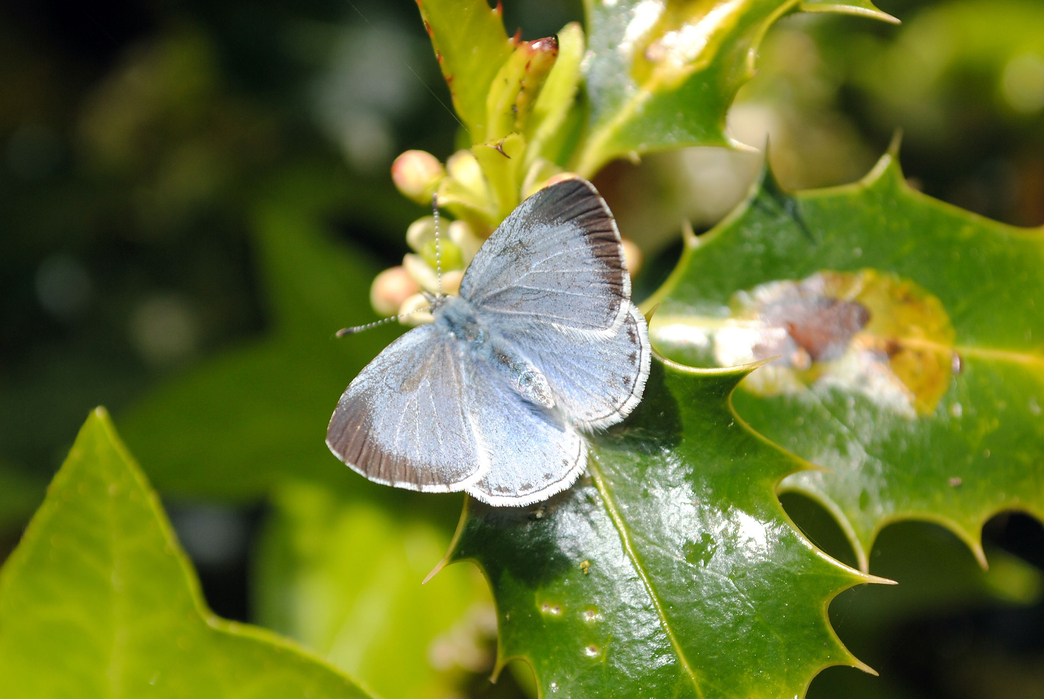 A guide to the blue butterflies | Berks Bucks & Oxon Wildlife Trust