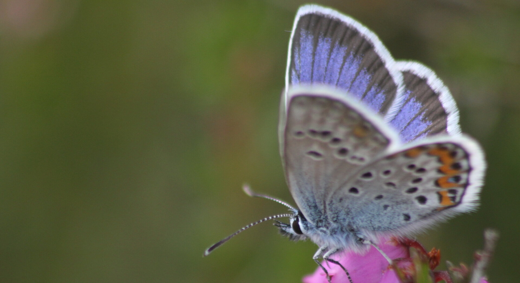 A guide to the blue butterflies | Berks Bucks & Oxon Wildlife Trust