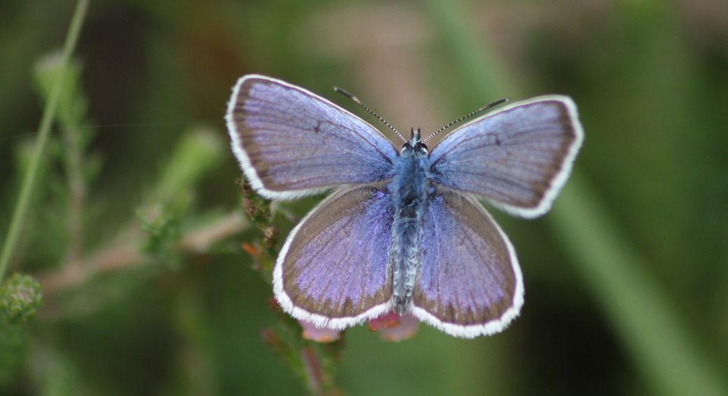 A guide to the blue butterflies | Berks Bucks & Oxon Wildlife Trust