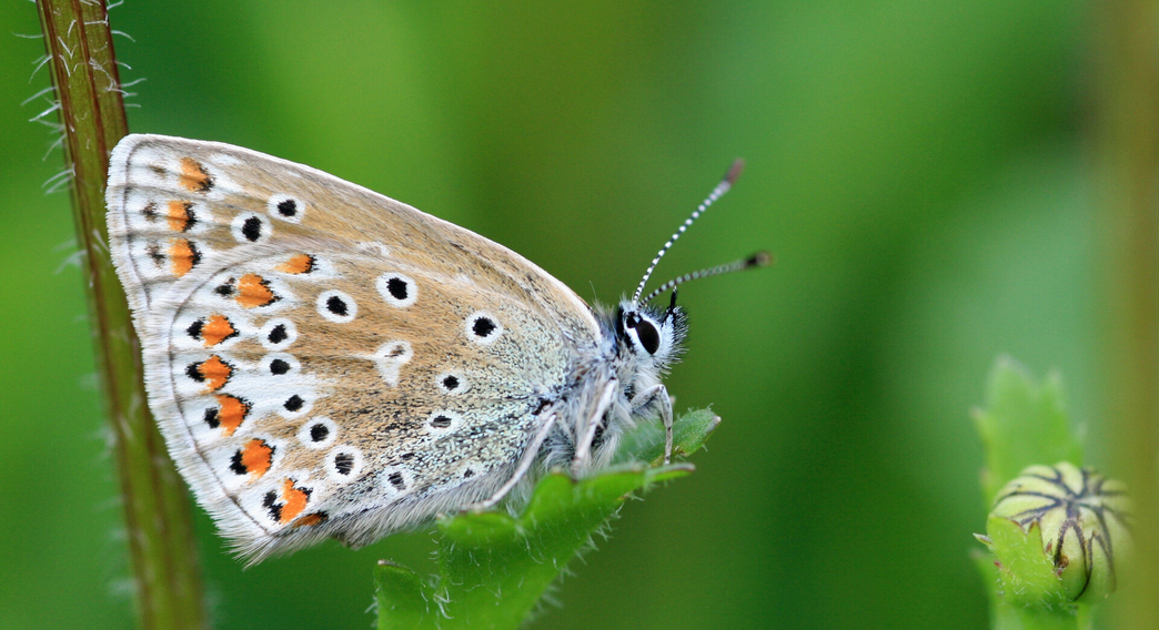 A guide to the blue butterflies | Berks Bucks & Oxon Wildlife Trust