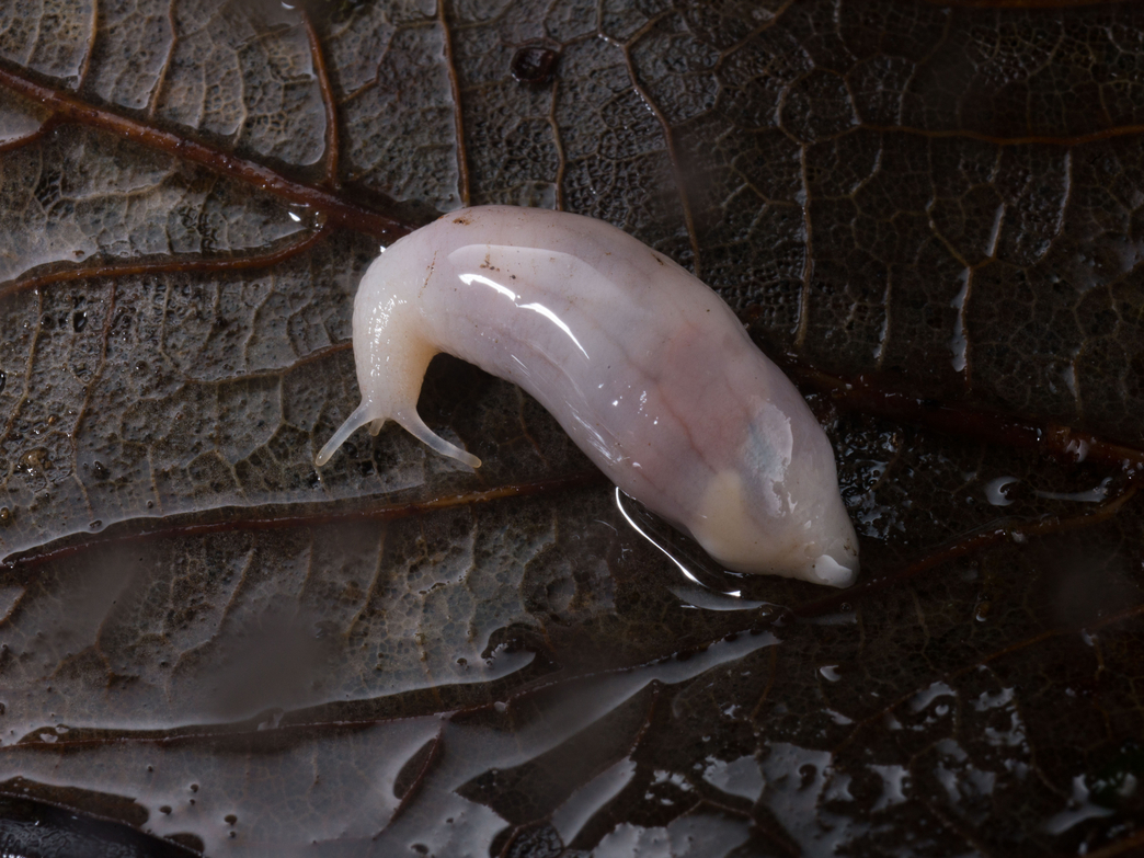 Spooky wildlife: Ghosts, goblins and witches | Berks Bucks & Oxon ...