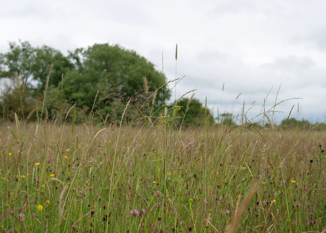 Ludgershall Habitat Bank | Berks Bucks & Oxon Wildlife Trust