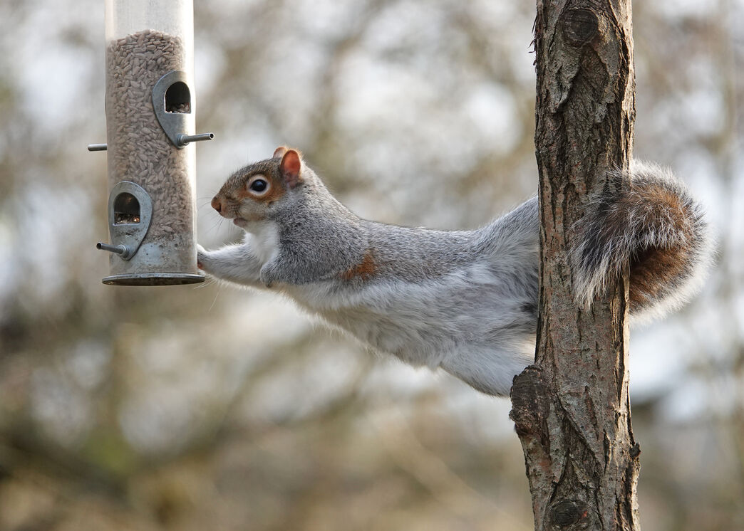 Nature charity asks public to crown favourite 2024 nature photo | Berks ...
