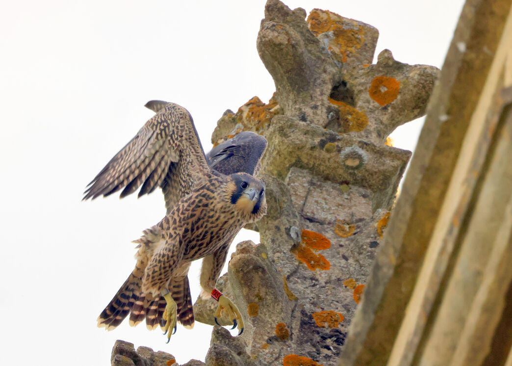 Nature charity asks public to crown favourite 2024 nature photo | Berks ...