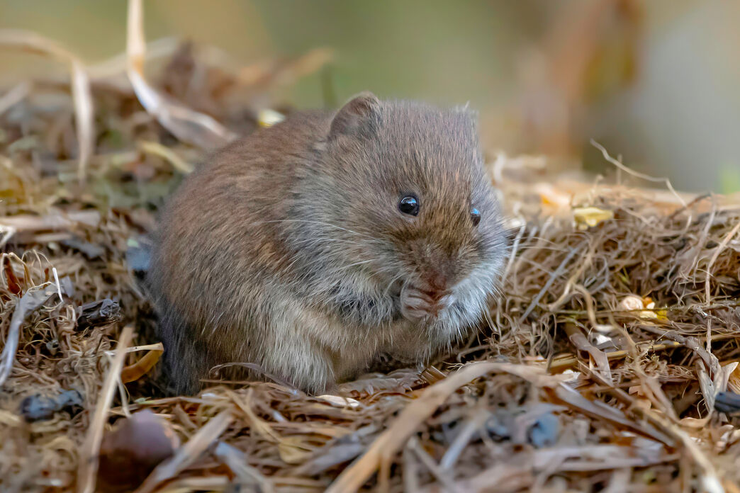 2024 Photography Competition Winners | Berks Bucks & Oxon Wildlife Trust