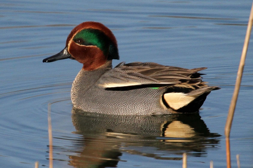 New Thames channel reopens river to wildlife in £2m project | Berks ...