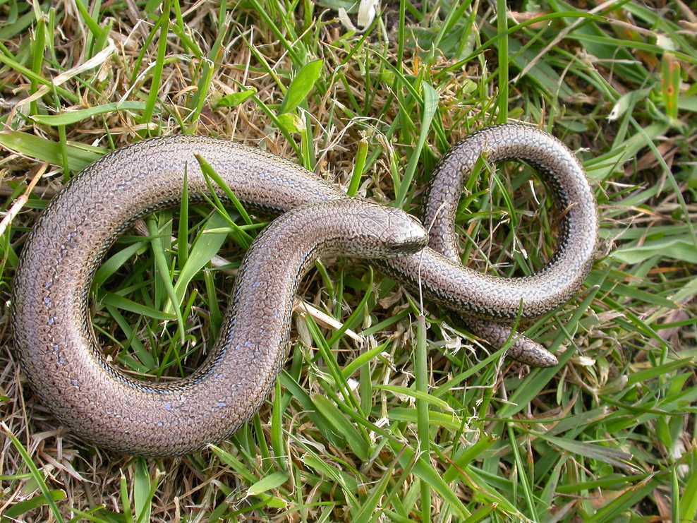 Identify UK snakes | Berks Bucks & Oxon Wildlife Trust