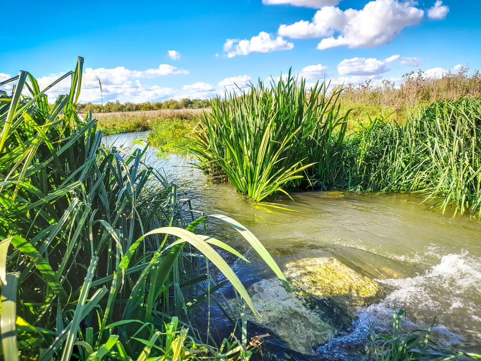 New Thames channel reopens river to wildlife in £2m project | Berks ...