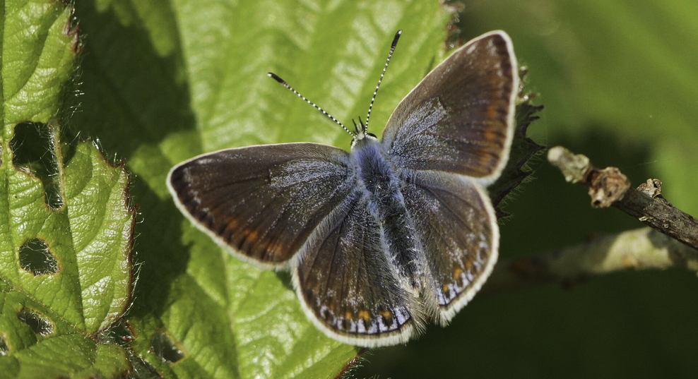 A guide to the blue butterflies | Berks Bucks & Oxon Wildlife Trust