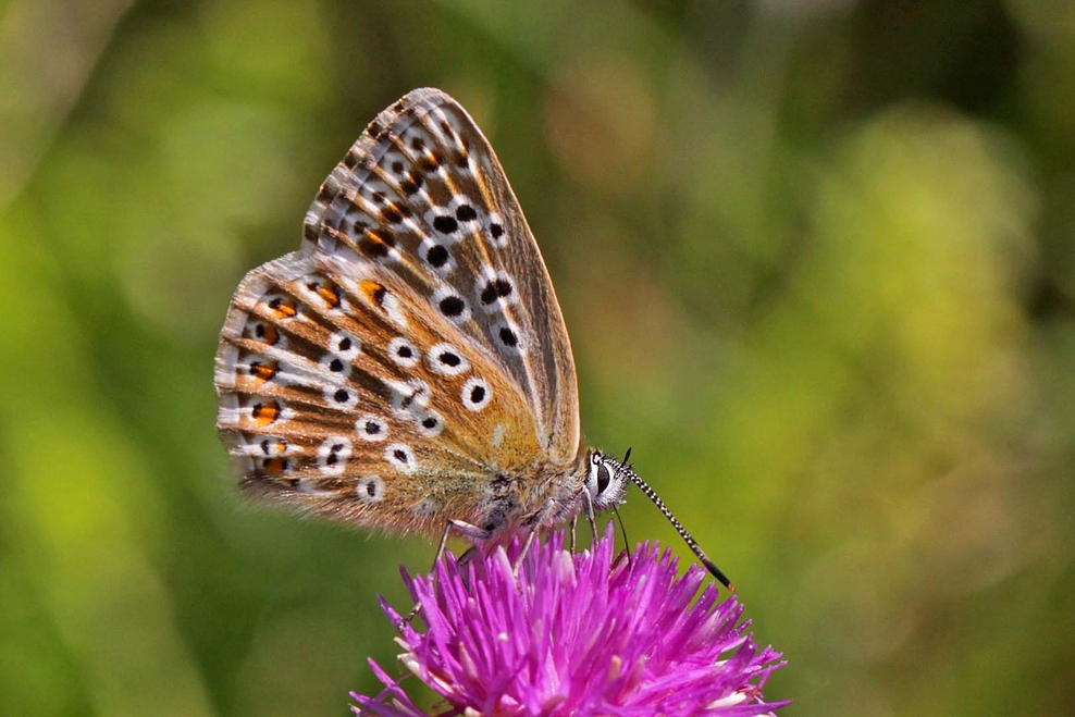 A guide to the blue butterflies | Berks Bucks & Oxon Wildlife Trust