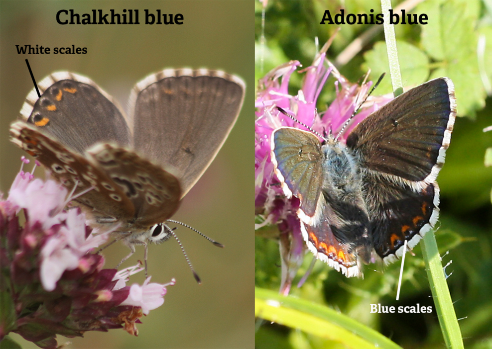 A guide to the blue butterflies | Berks Bucks & Oxon Wildlife Trust