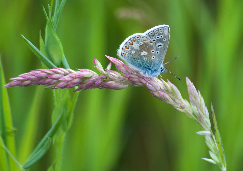A guide to the blue butterflies | Berks Bucks & Oxon Wildlife Trust