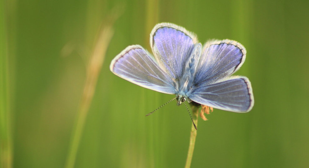 A guide to the blue butterflies | Berks Bucks & Oxon Wildlife Trust